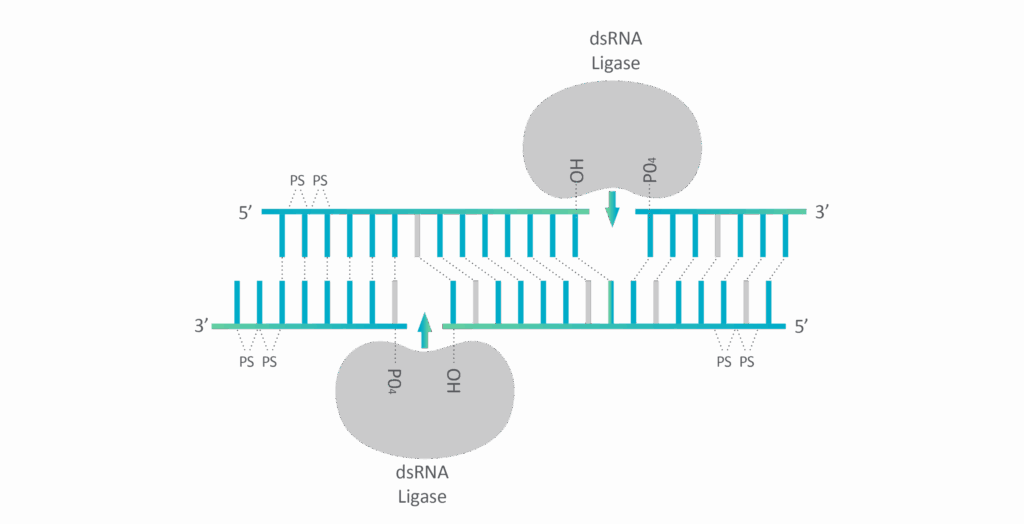 RNA Ligase Screening and Optimization Services | Codexis